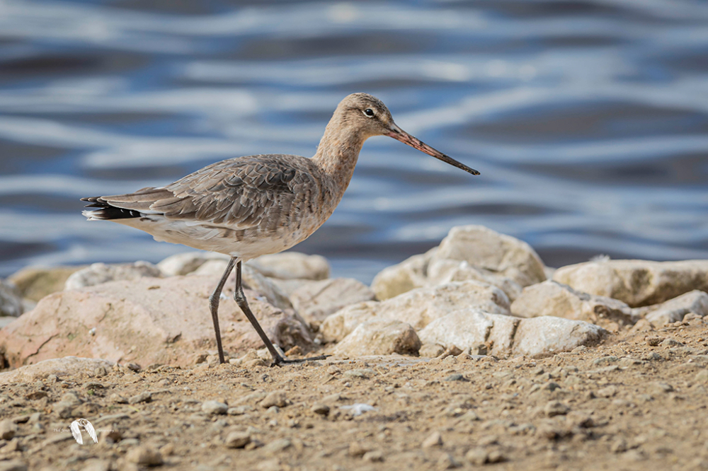Wetlands & Waders