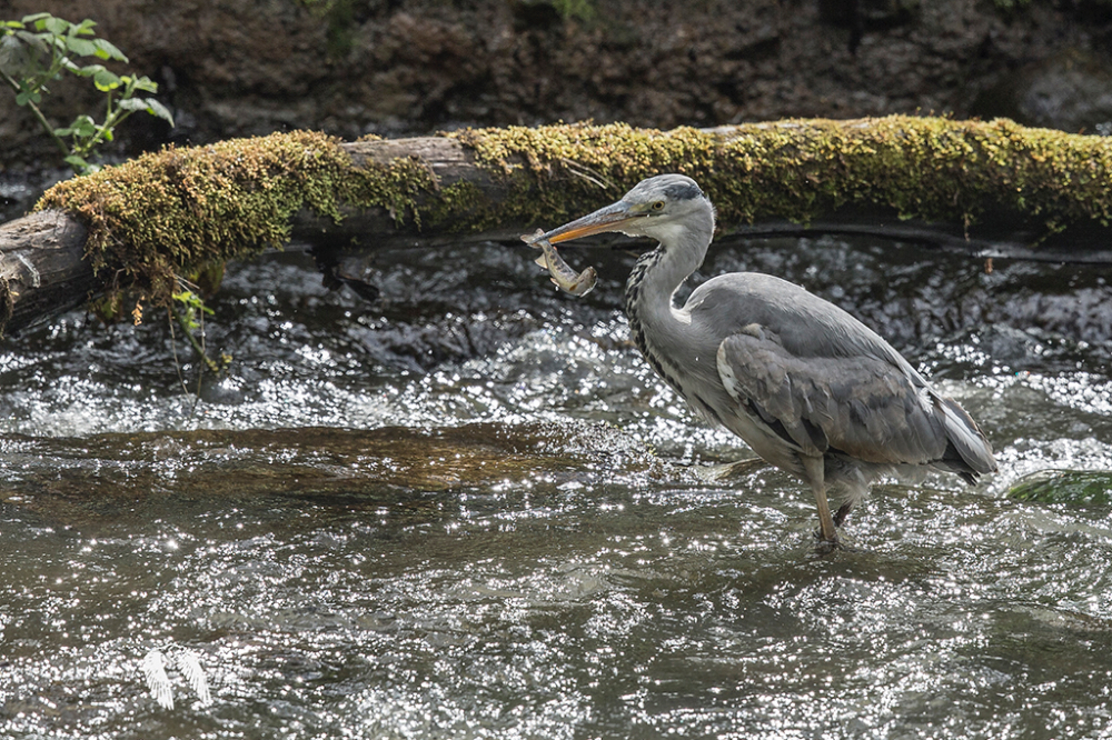 Wetlands & Waders